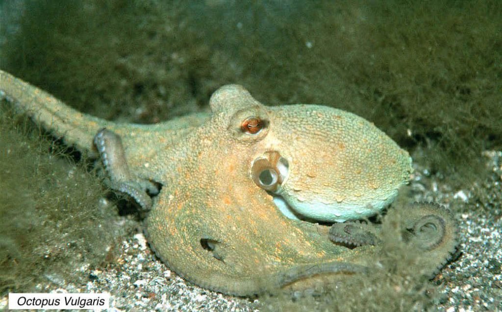 Octopuses_nei_Philippines | GLOBAL MARINE